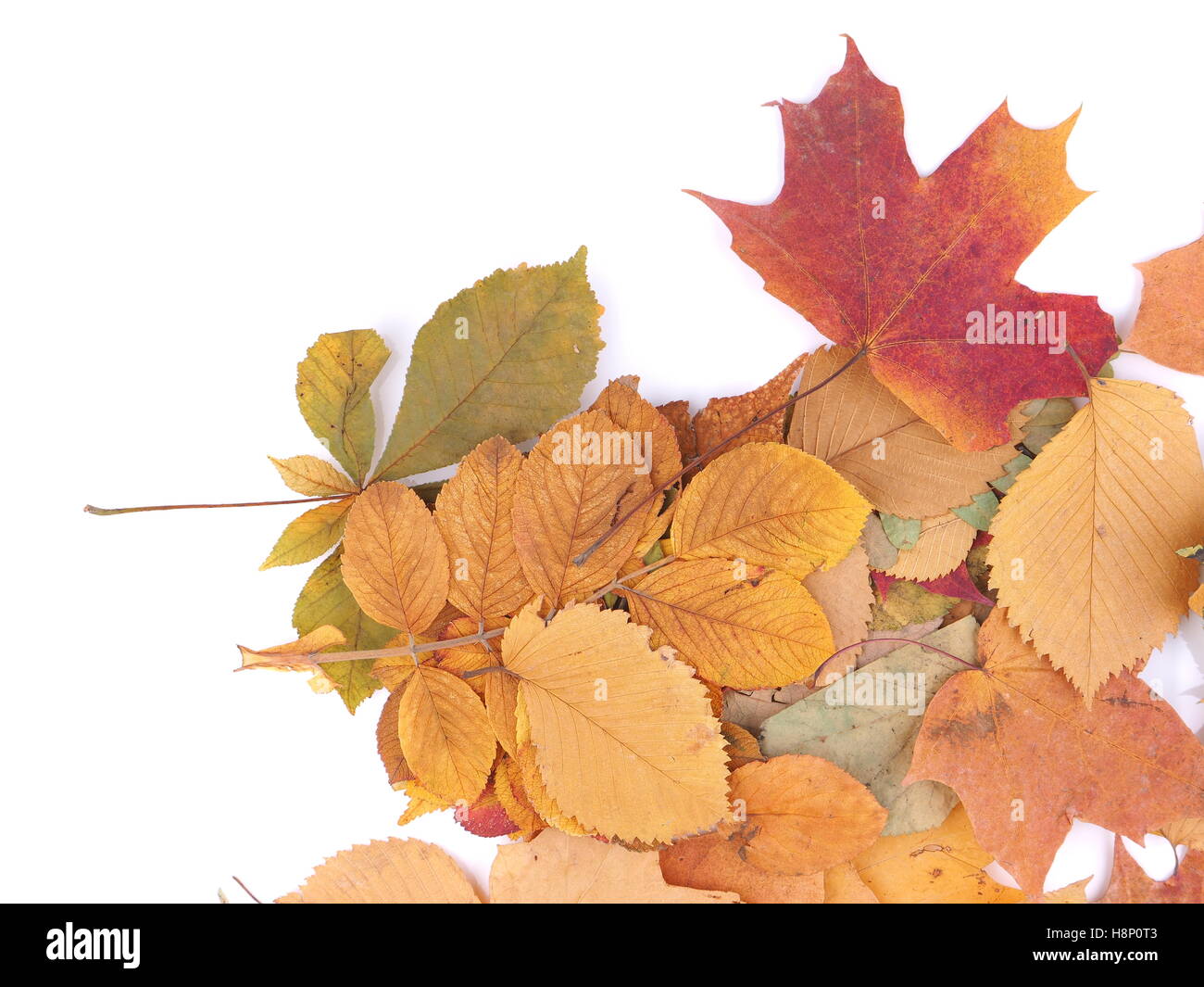 autumn leaves on a white background Stock Photo - Alamy