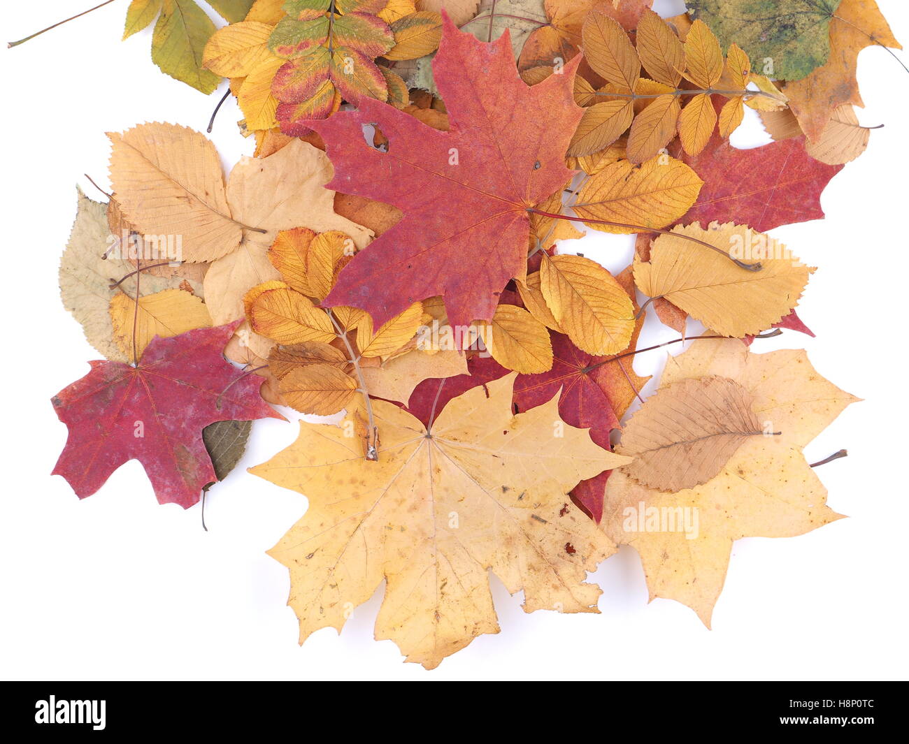 autumn leaves on a white background Stock Photo - Alamy