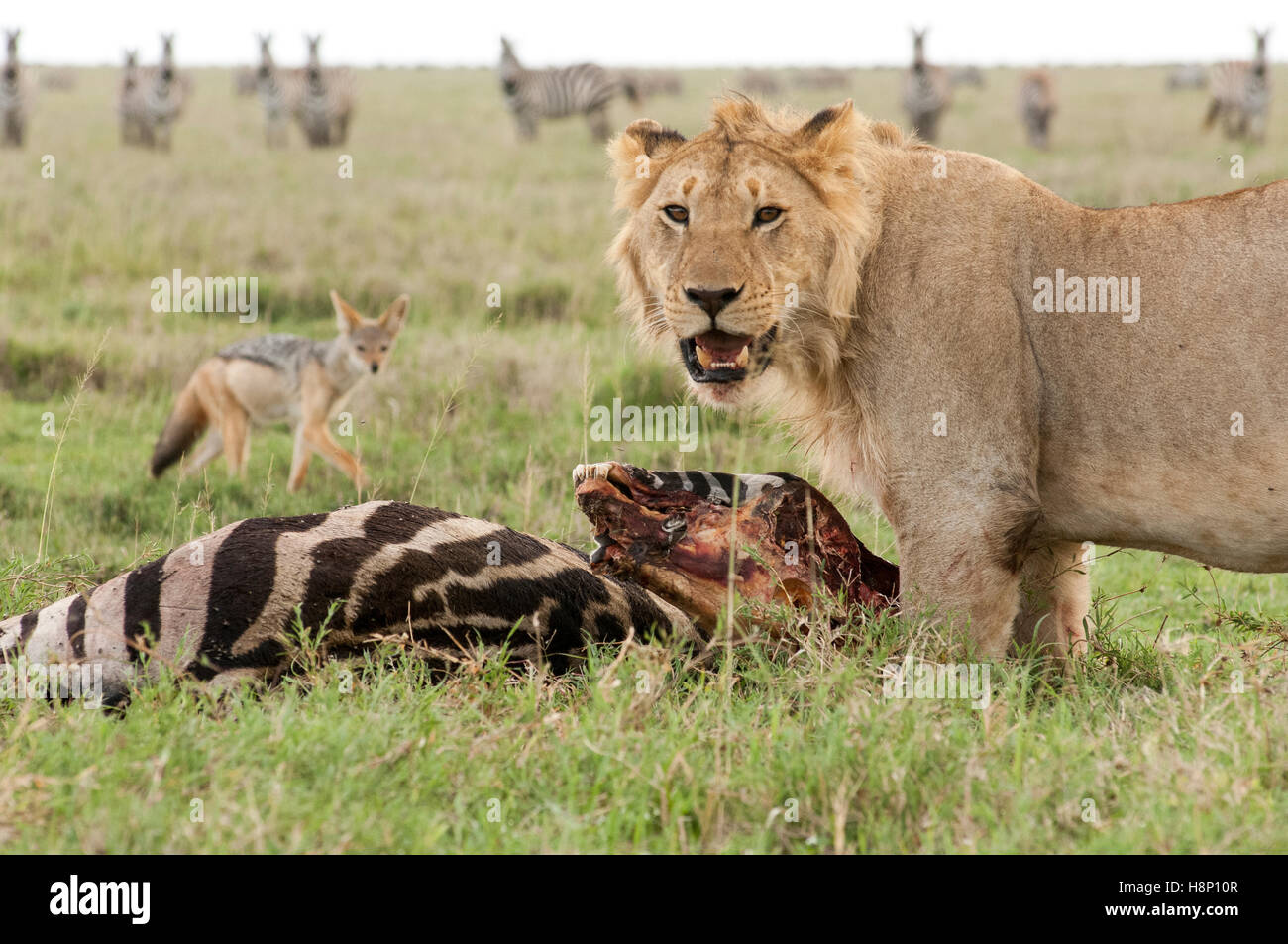 Lion and jackal hi-res stock photography and images - Alamy