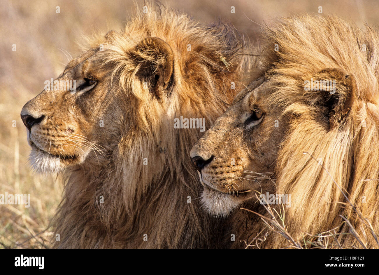 Lion brothers hi-res stock photography and images - Alamy Lion brothers hi-res stock photography and images - Alamy