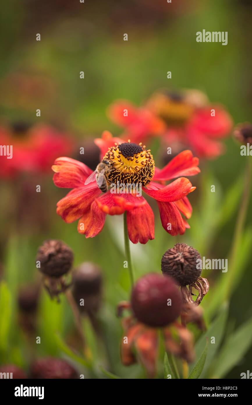 Helenium Moerheim Beauty, Oudolf Field, Hauser & Wirth, Somerset, UK ...