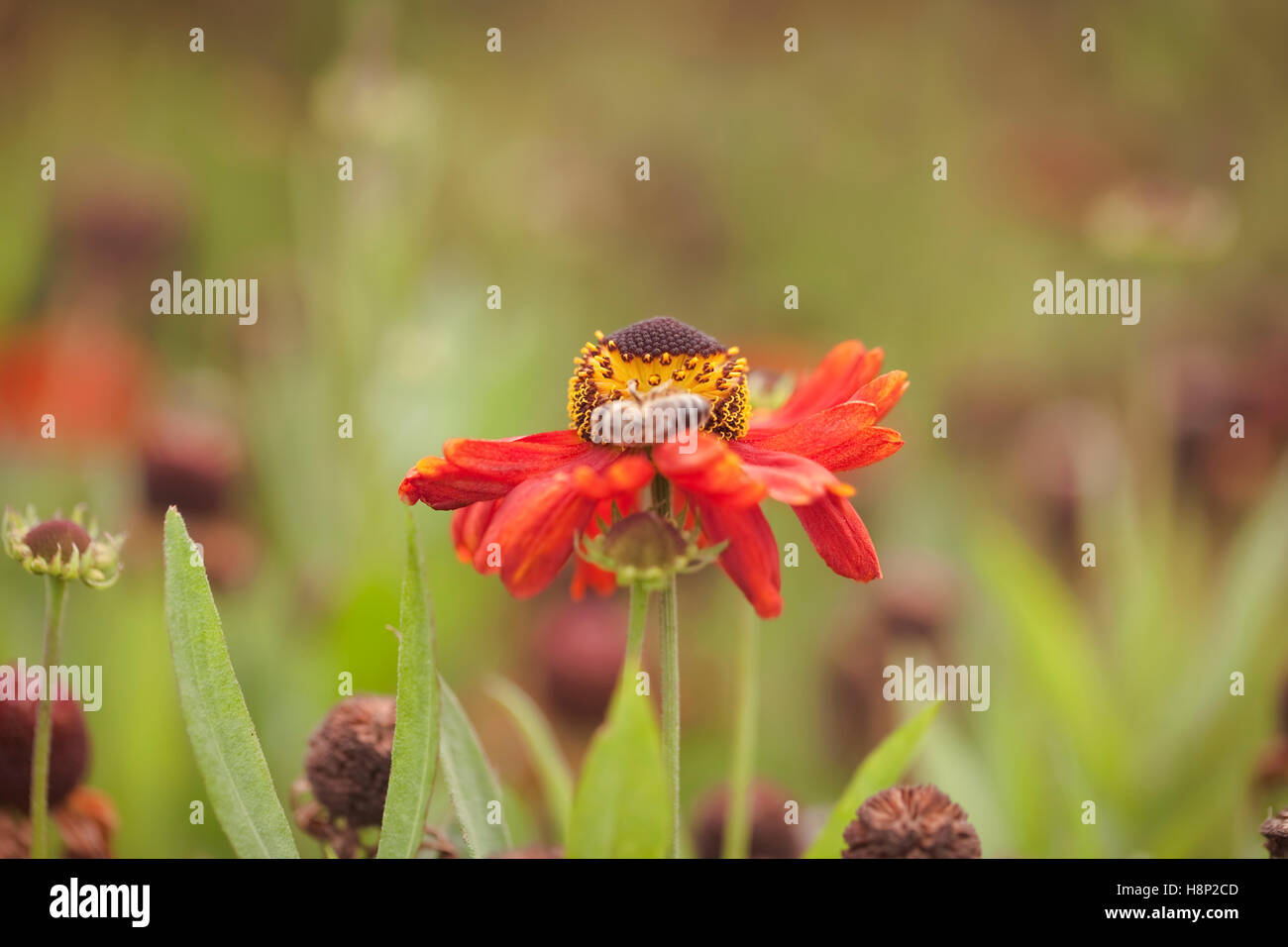 Helenium Moerheim Beauty, Oudolf Field, Hauser & Wirth, Somerset, UK ...