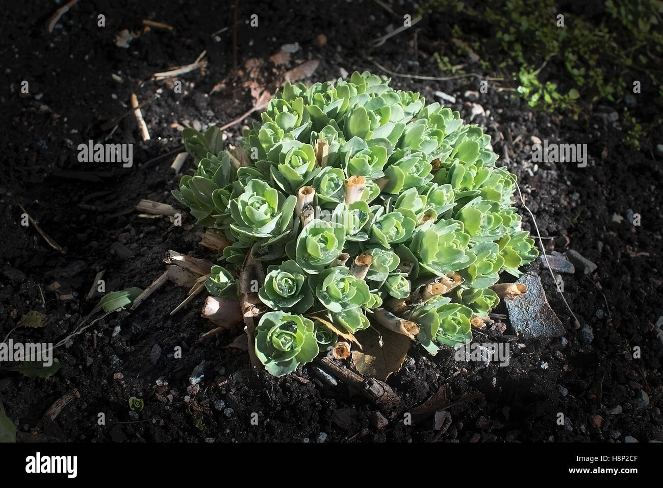 Spring succulent plant with raindrop in flowerbed in March, Sweden ...