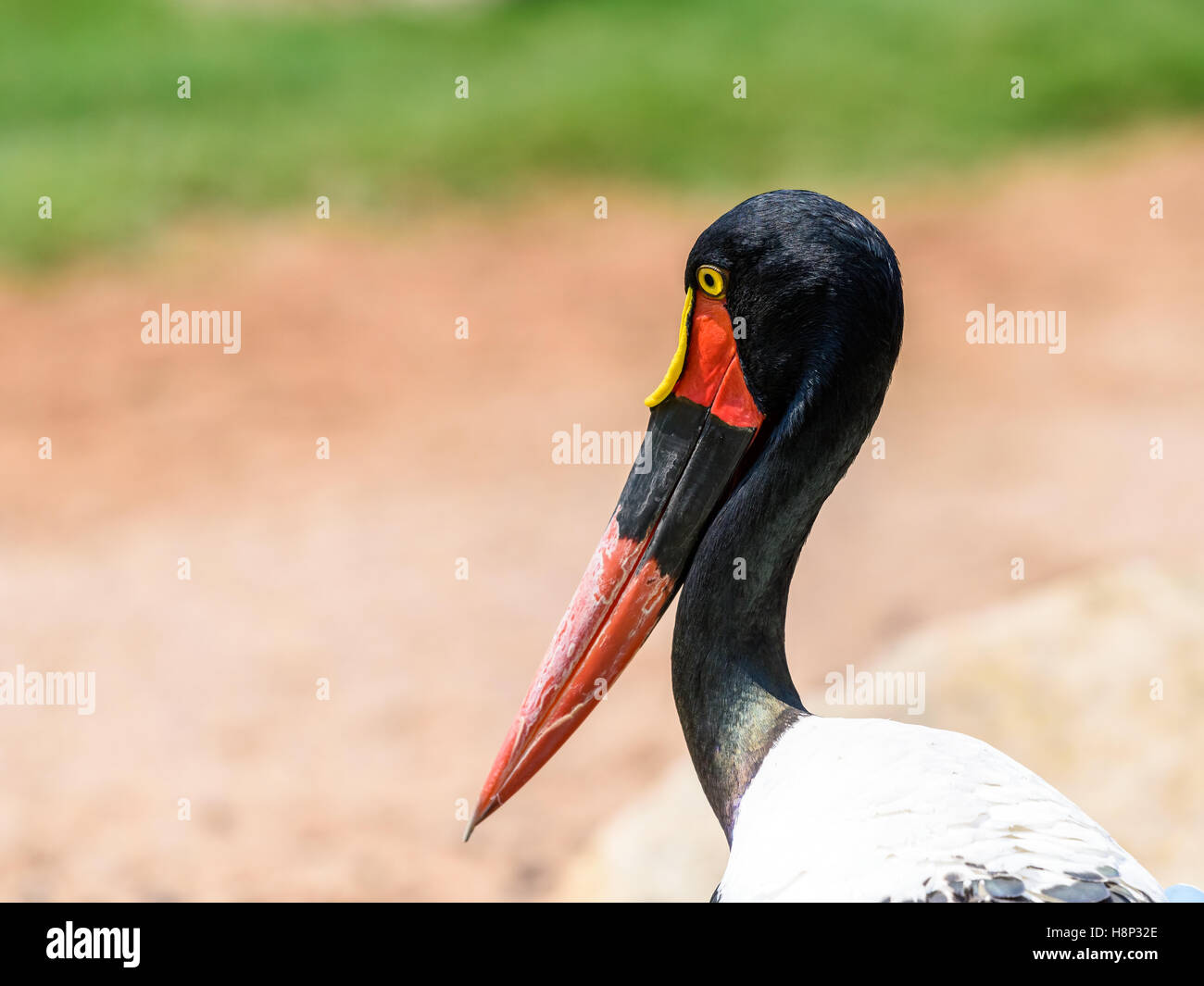 Saddlebill Stork Bird Portrait Stock Photo - Alamy