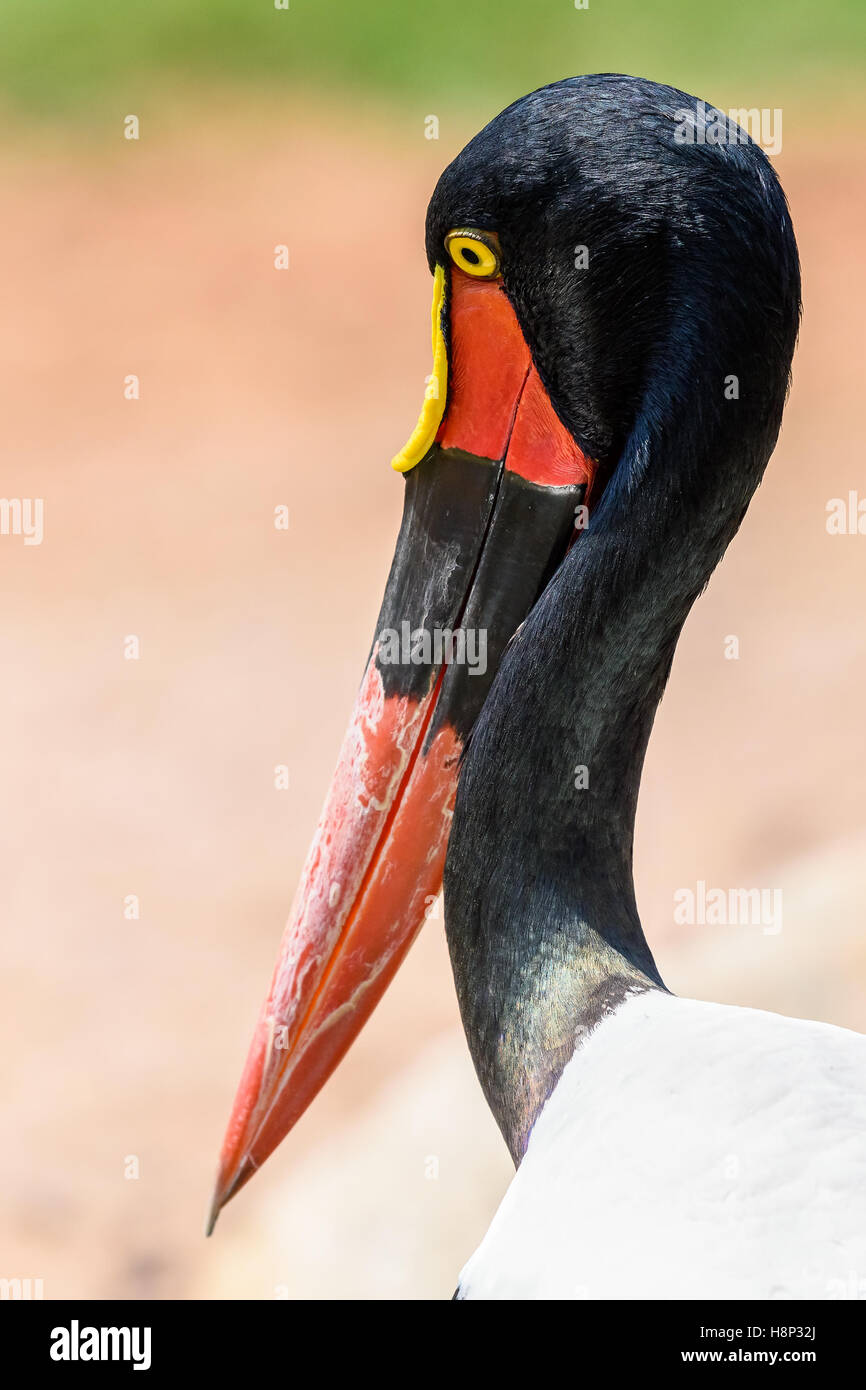 Saddlebill Stork Bird Portrait Stock Photo - Alamy