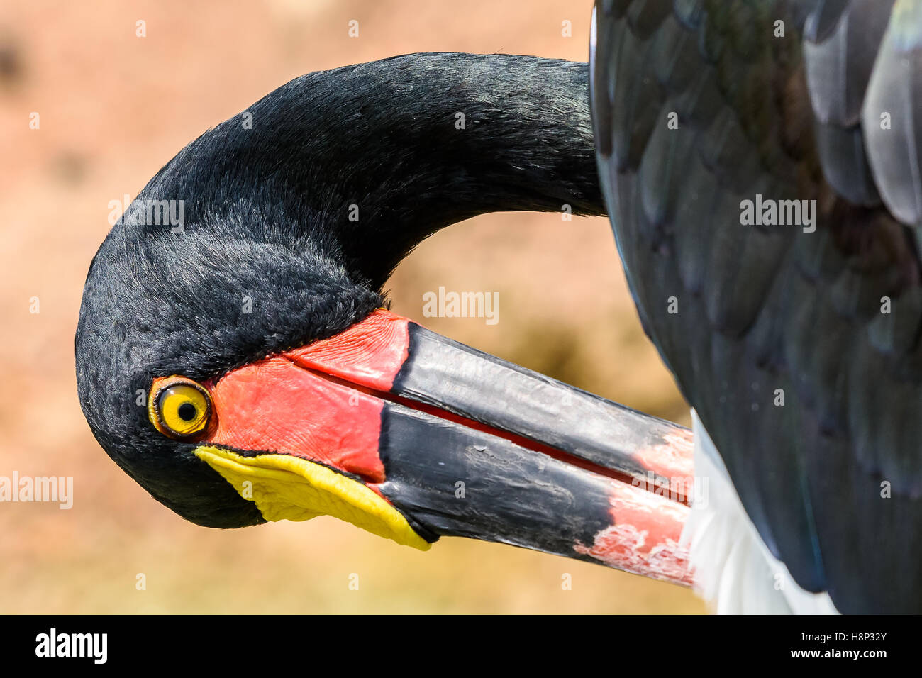Saddlebill Stork Bird Portrait Stock Photo - Alamy