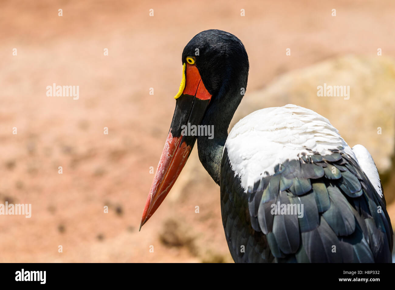 Saddlebill Stork Bird Portrait Stock Photo - Alamy