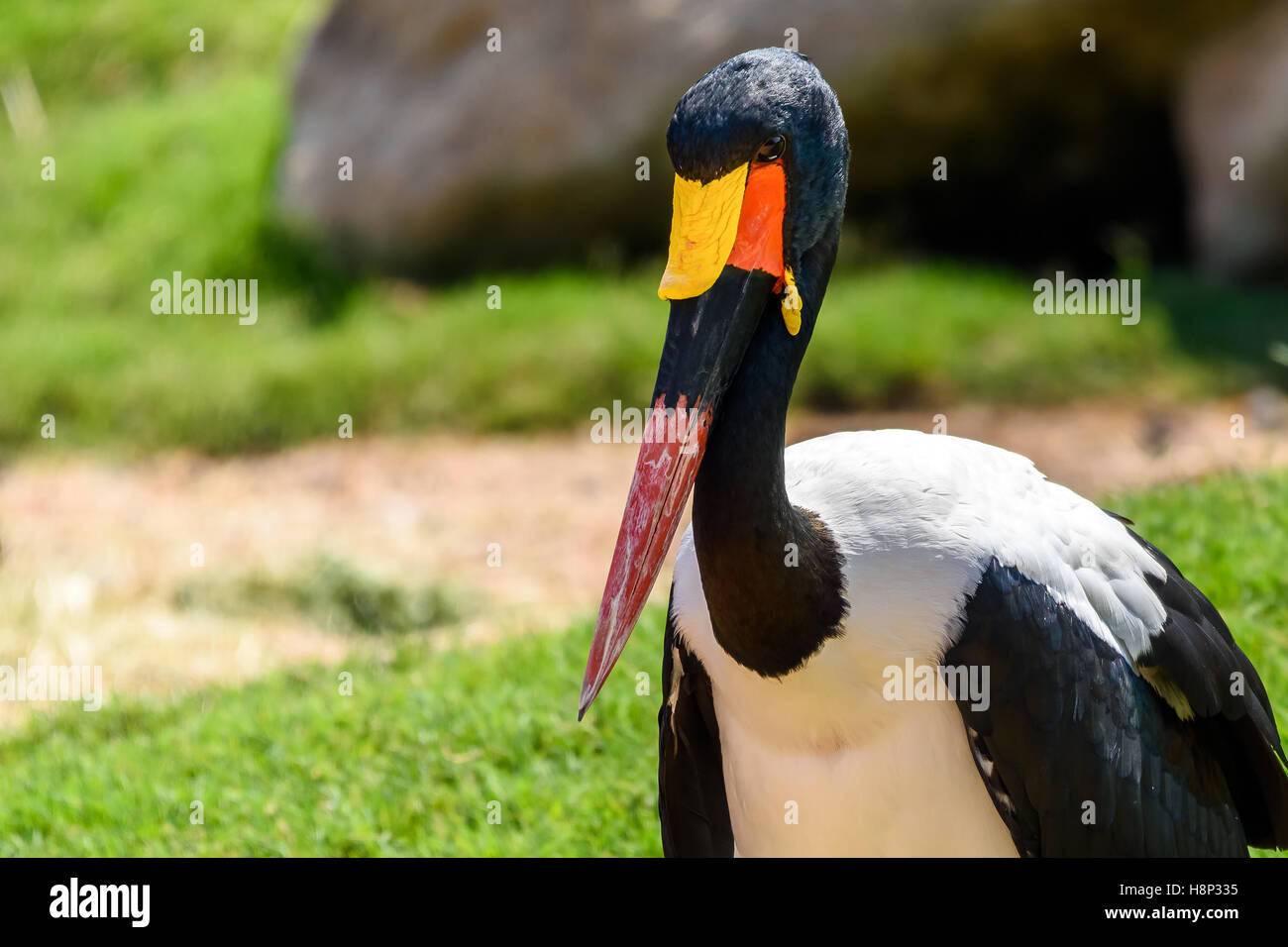 Saddlebill Stork Bird Portrait Stock Photo - Alamy