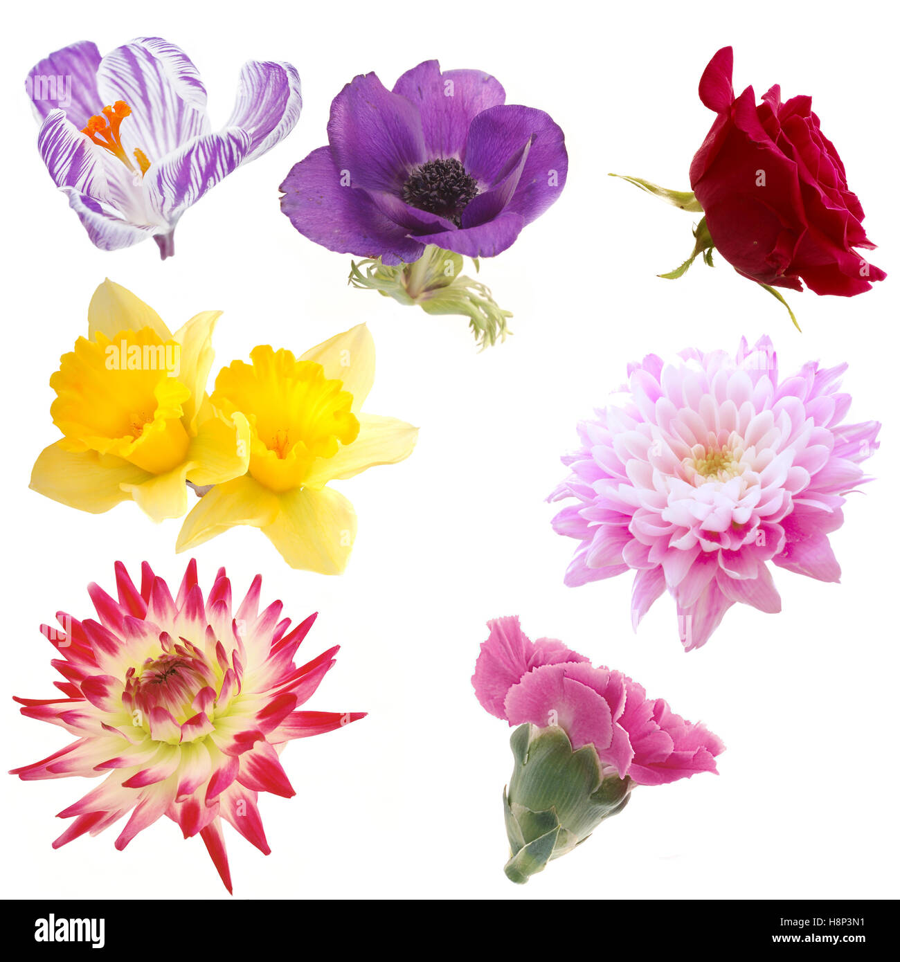 Selection of Isolated Flowers Stock Photo - Alamy