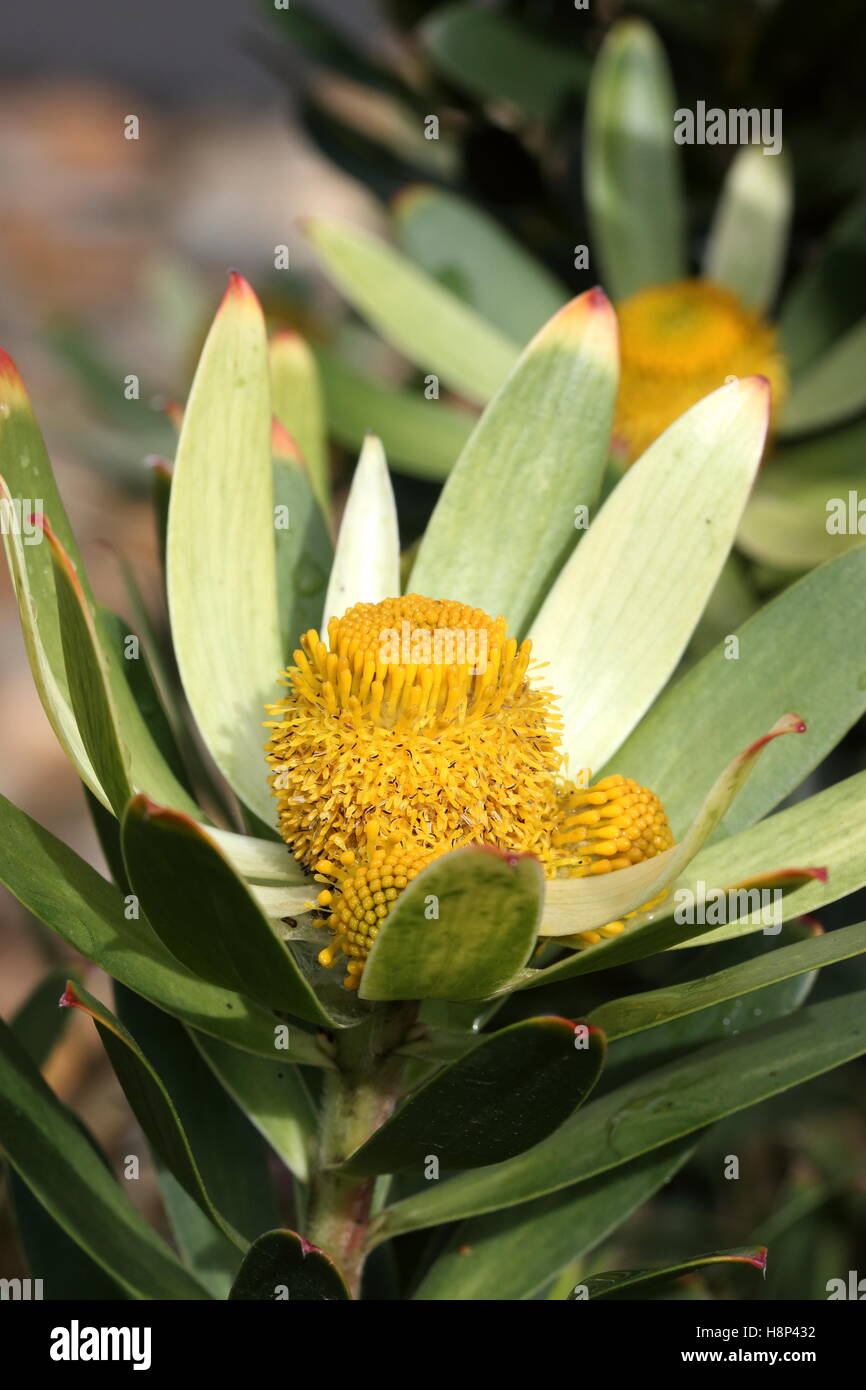 Close up leucadendron gandogeri proteas hi-res stock photography and ...