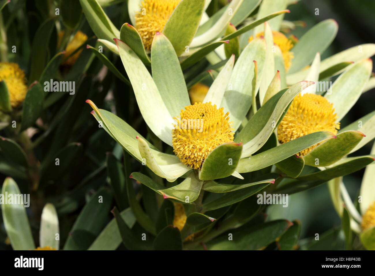 Close up leucadendron gandogeri proteas hi-res stock photography and ...
