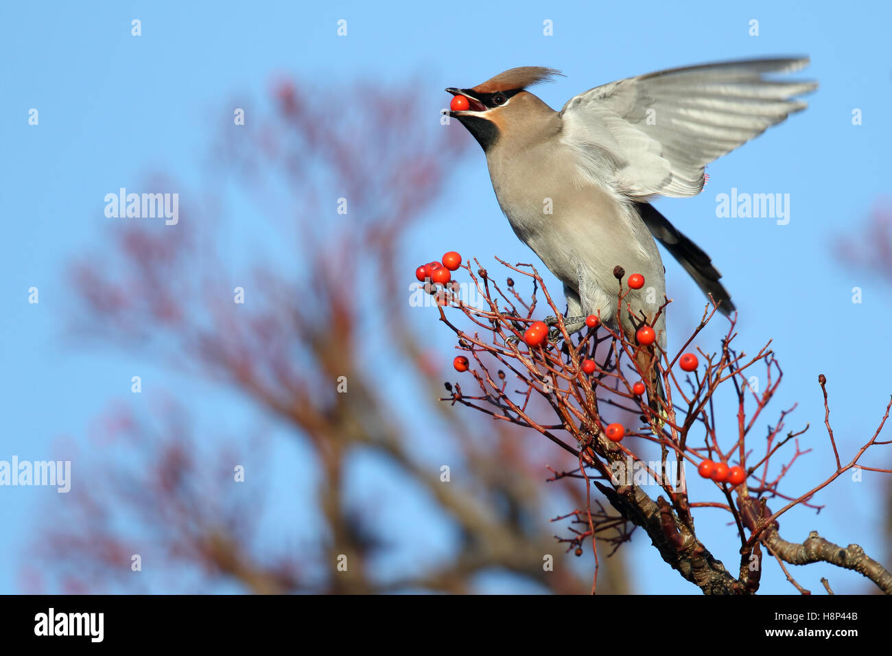 Wild Bohemian Waxwing (Bombycilla garrulus) in berry bush. Image taken ...