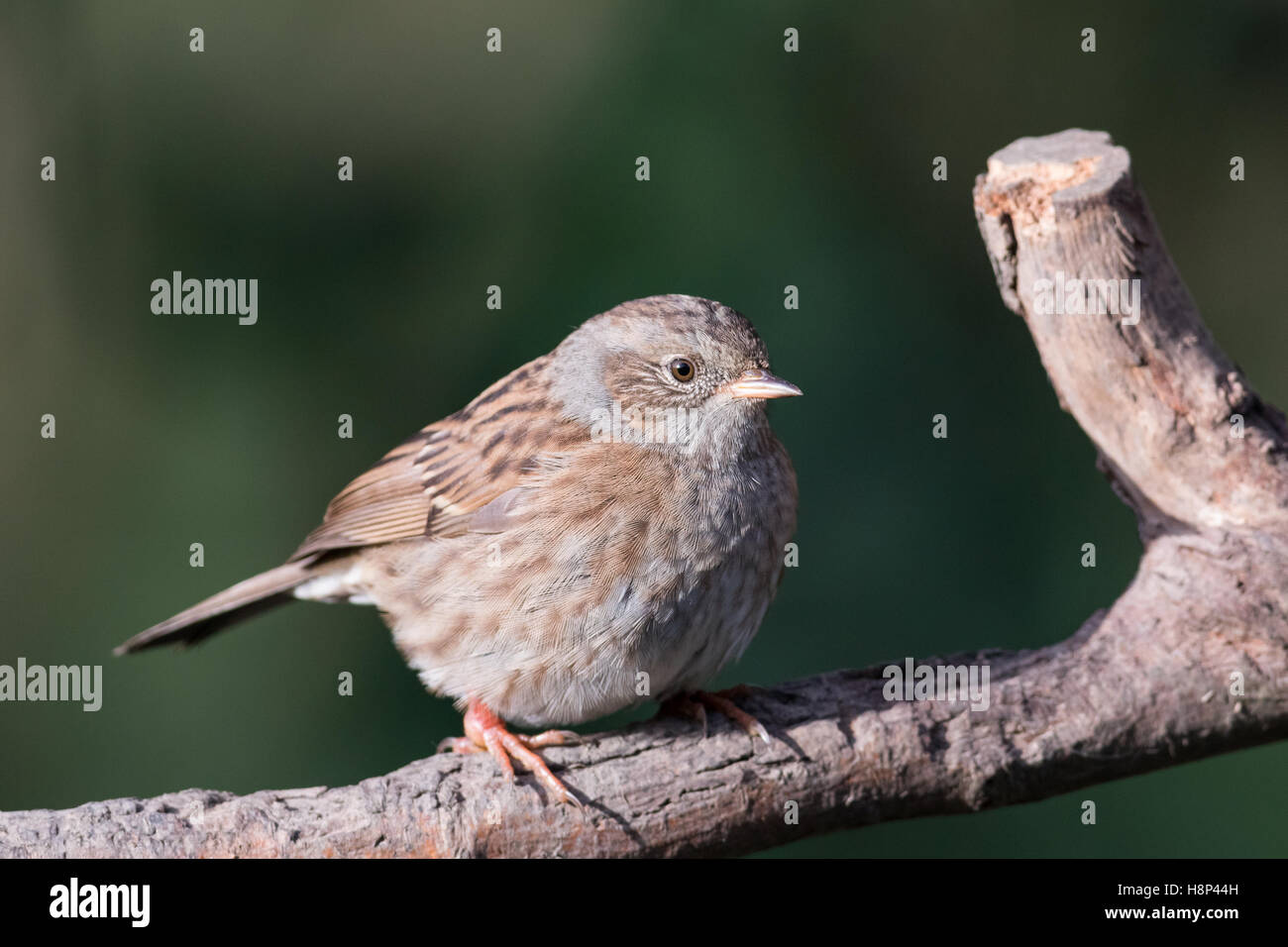 dunnock, Prunella modularis, sitting on a branch Stock Photo - Alamy