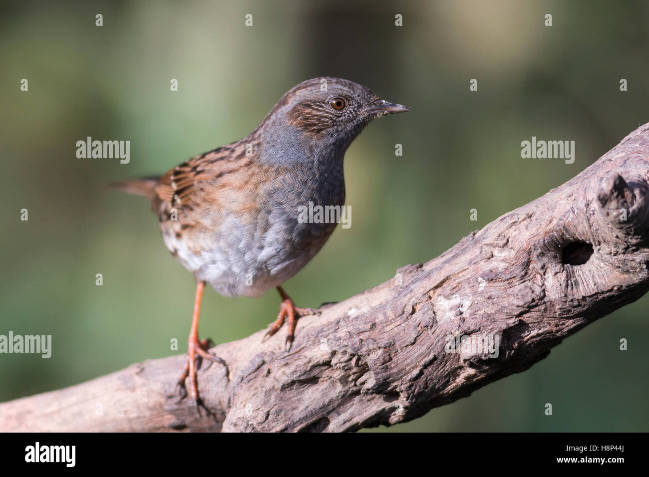 dunnock, Prunella modularis, sitting on a branch Stock Photo - Alamy