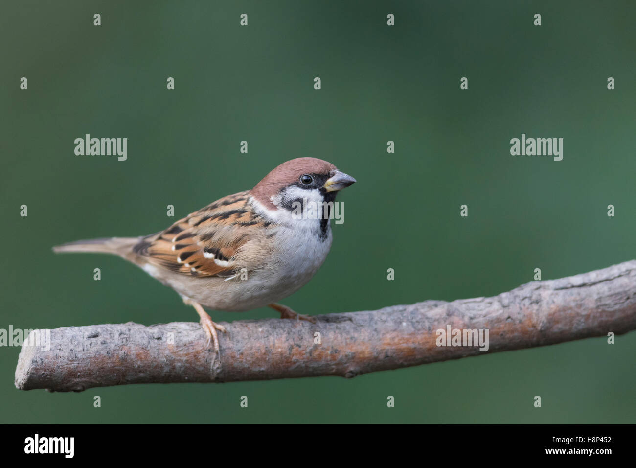 tree sparrow, Passer montanus Stock Photo - Alamy