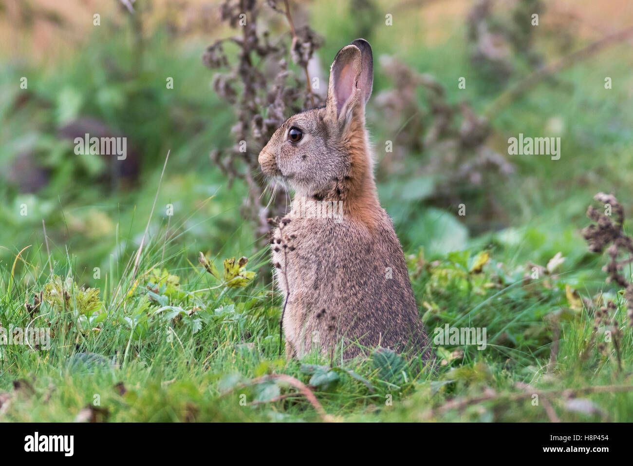 uk wild rabbit, Oryctolagus cuniculus Stock Photo - Alamy