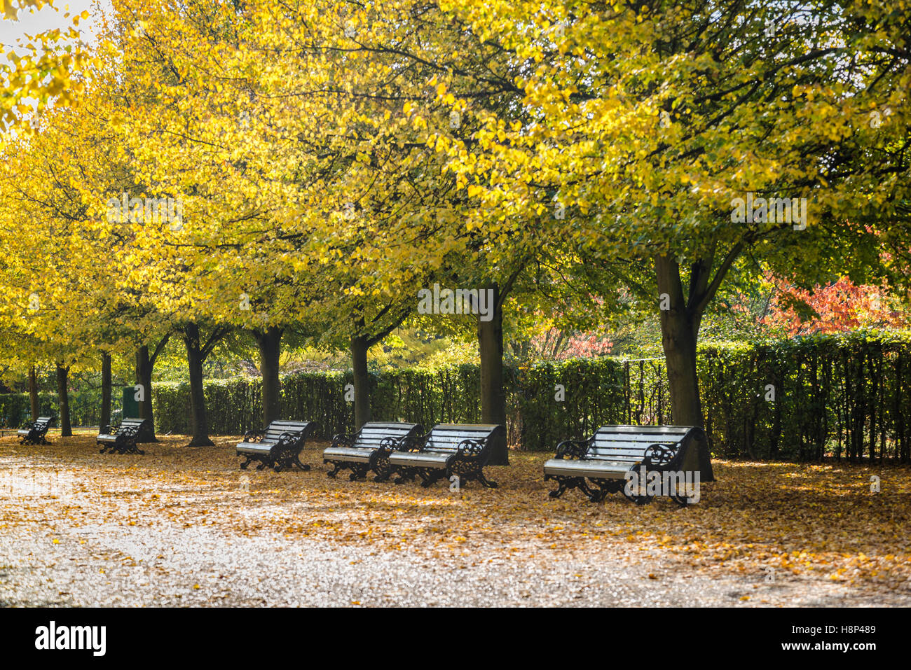 Regent's Park in autumn, London, UK Stock Photo - Alamy