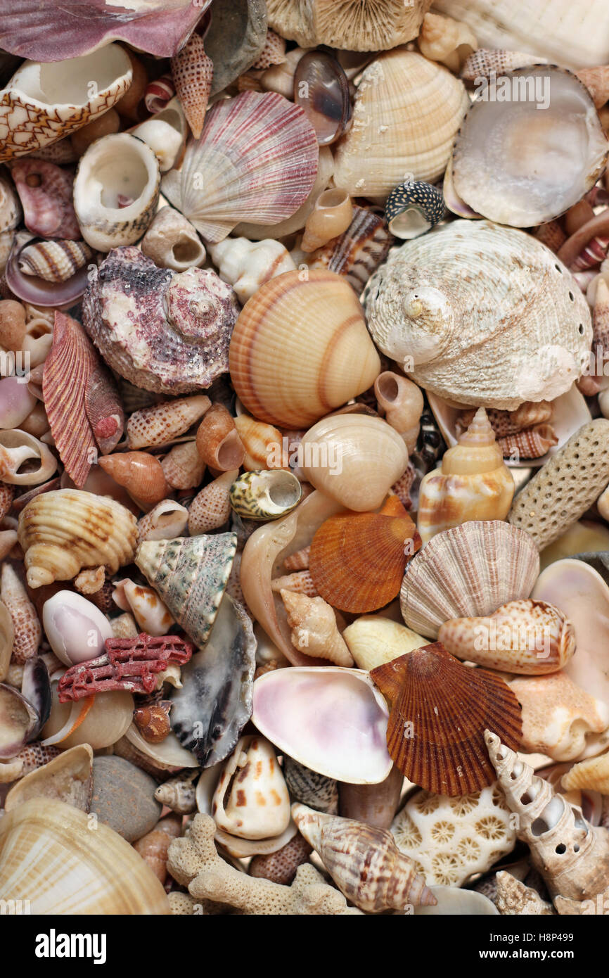 Fan Shaped Seashell at Joan Byrd blog