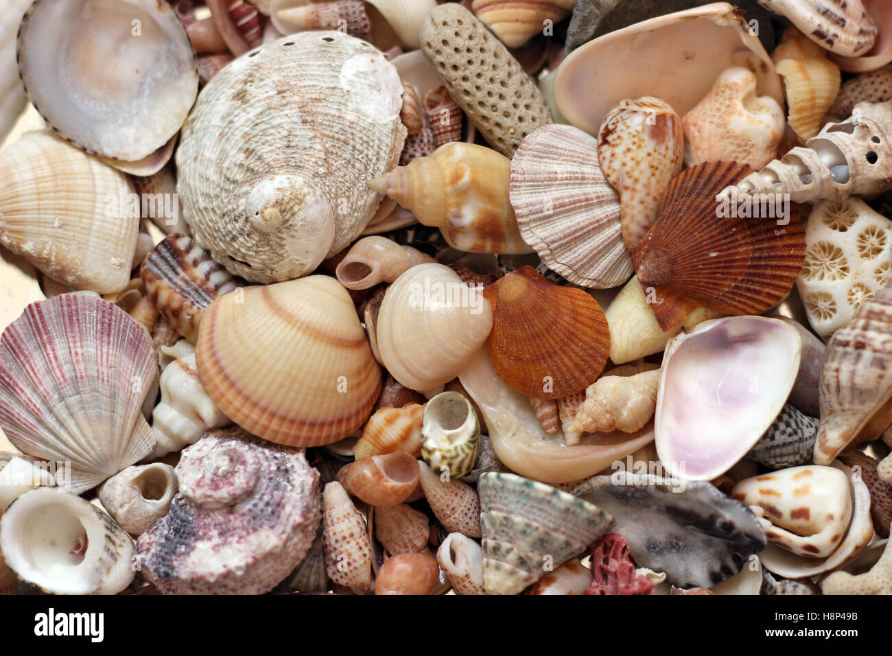 Fan shaped shells hi-res stock photography and images - Alamy