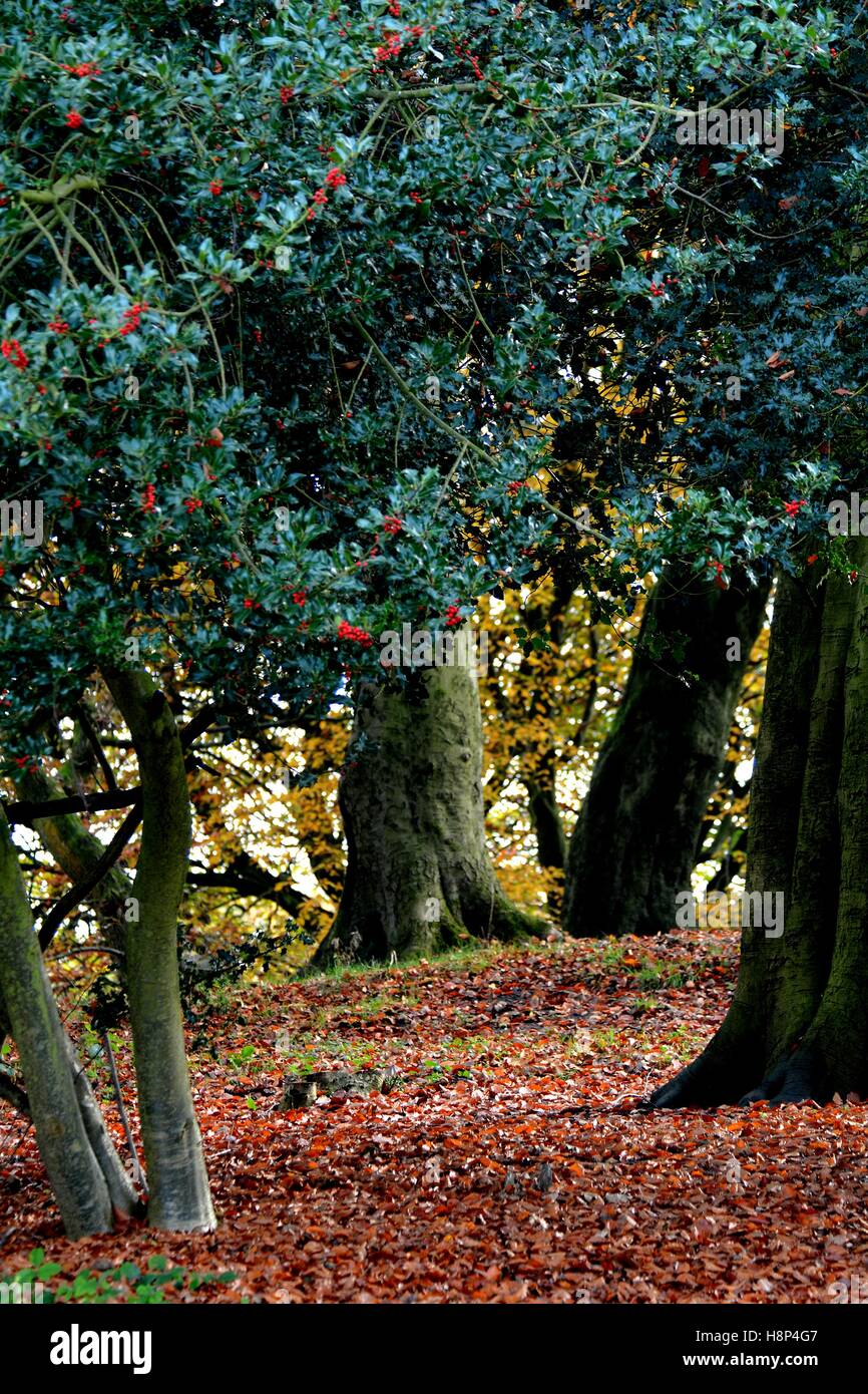 Autumn (Fall) Tree Stock Photo - Alamy