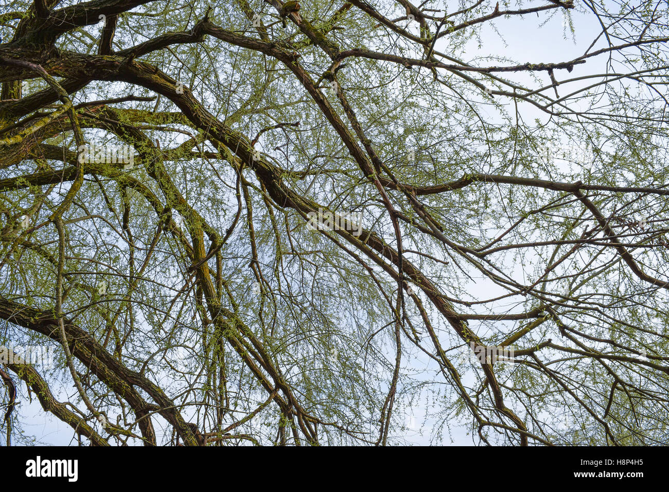 Background of the branches of trees. Spruce bud to blossom in the ...