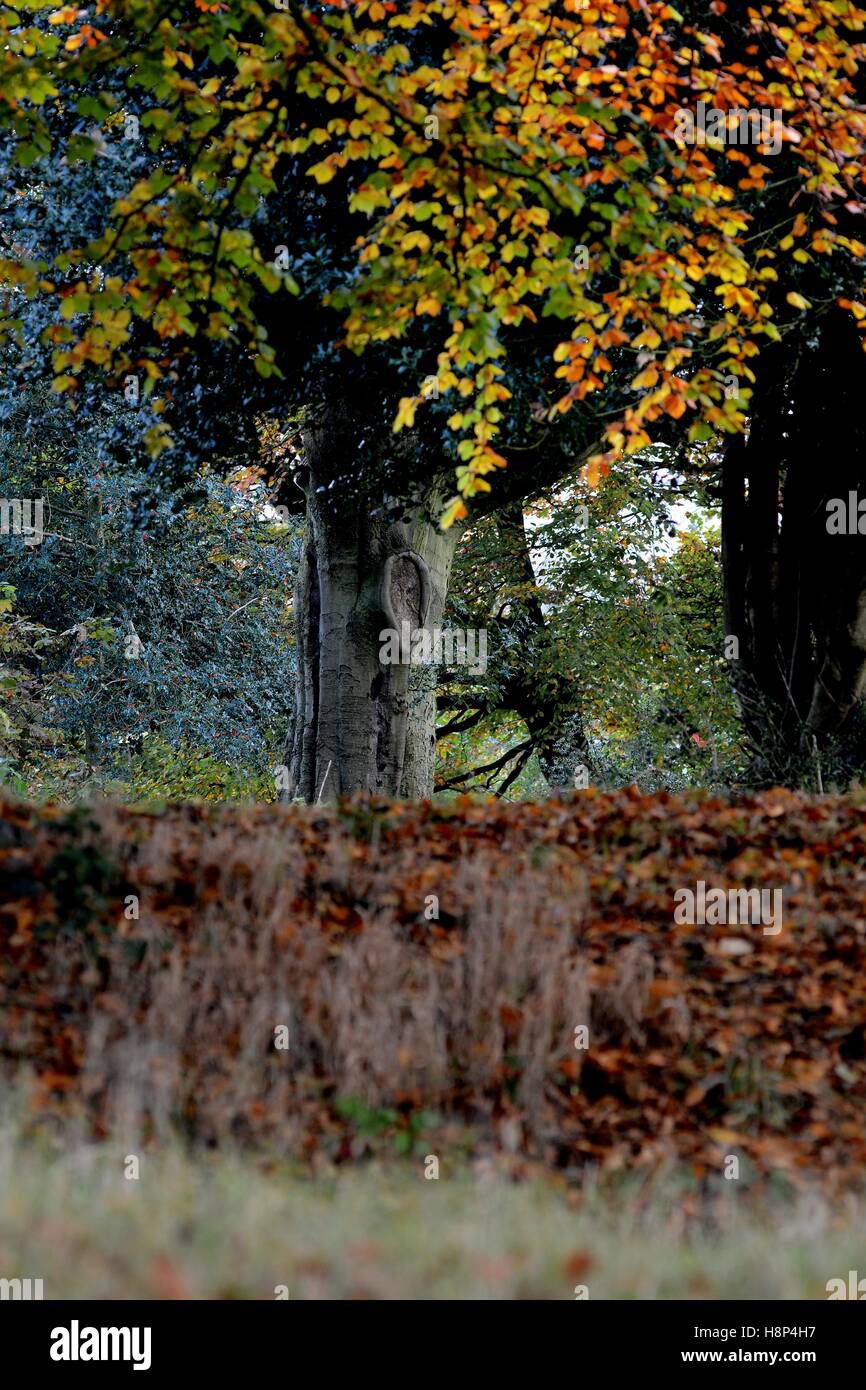 Autumn (Fall) Tree Stock Photo - Alamy