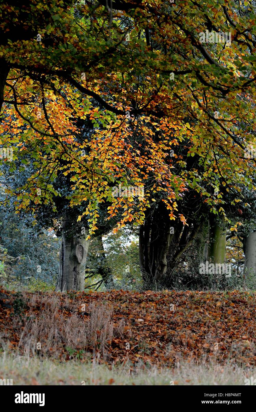 Autumn (Fall) Tree Stock Photo - Alamy