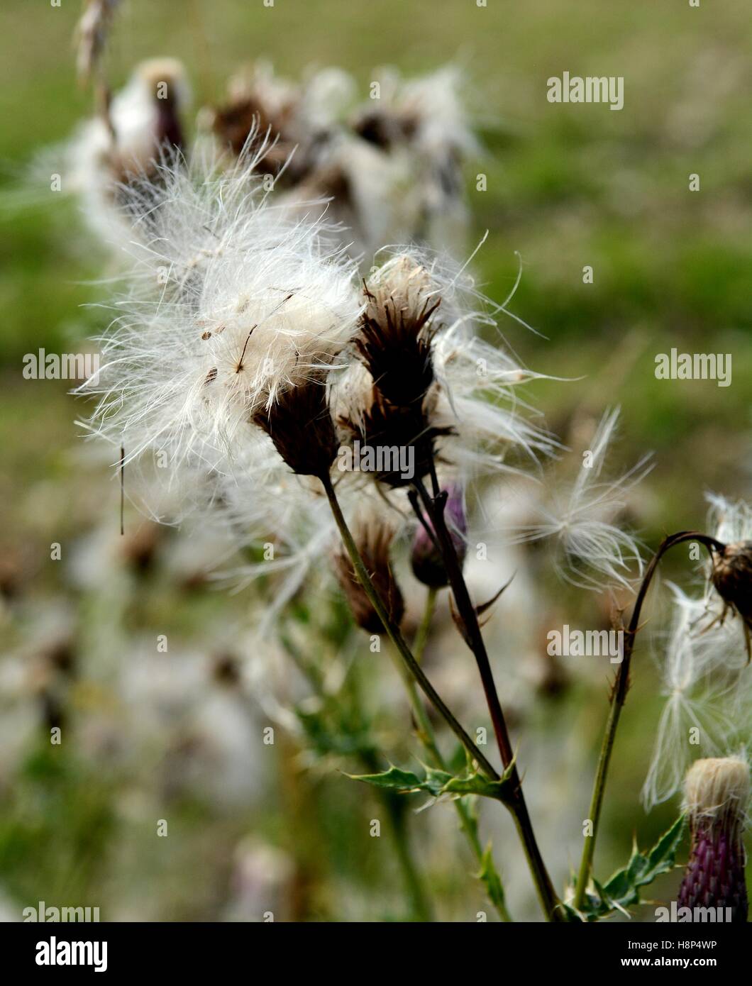 Seed heads of thistles hi-res stock photography and images - Alamy