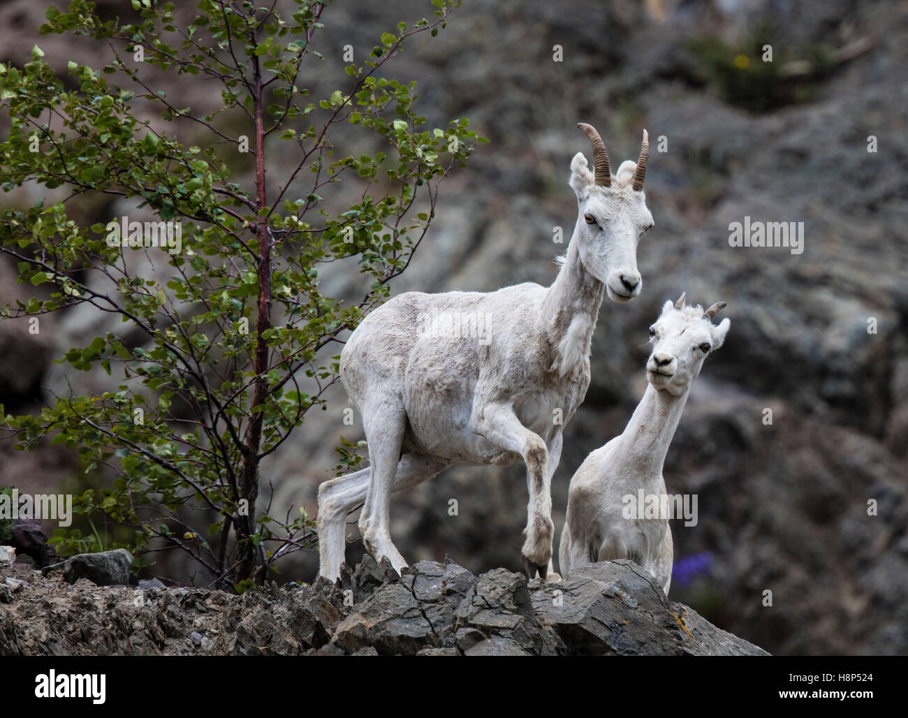 Dall Sheep on rocky slope near Windy Corner, Anchorage, Alaska Stock ...