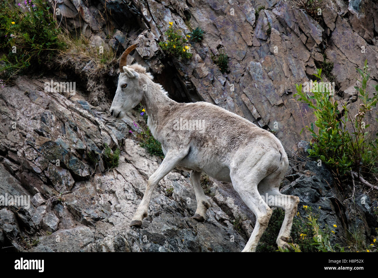 Dall Sheep on rocky slope near Windy Corner, Anchorage, Alaska Stock ...