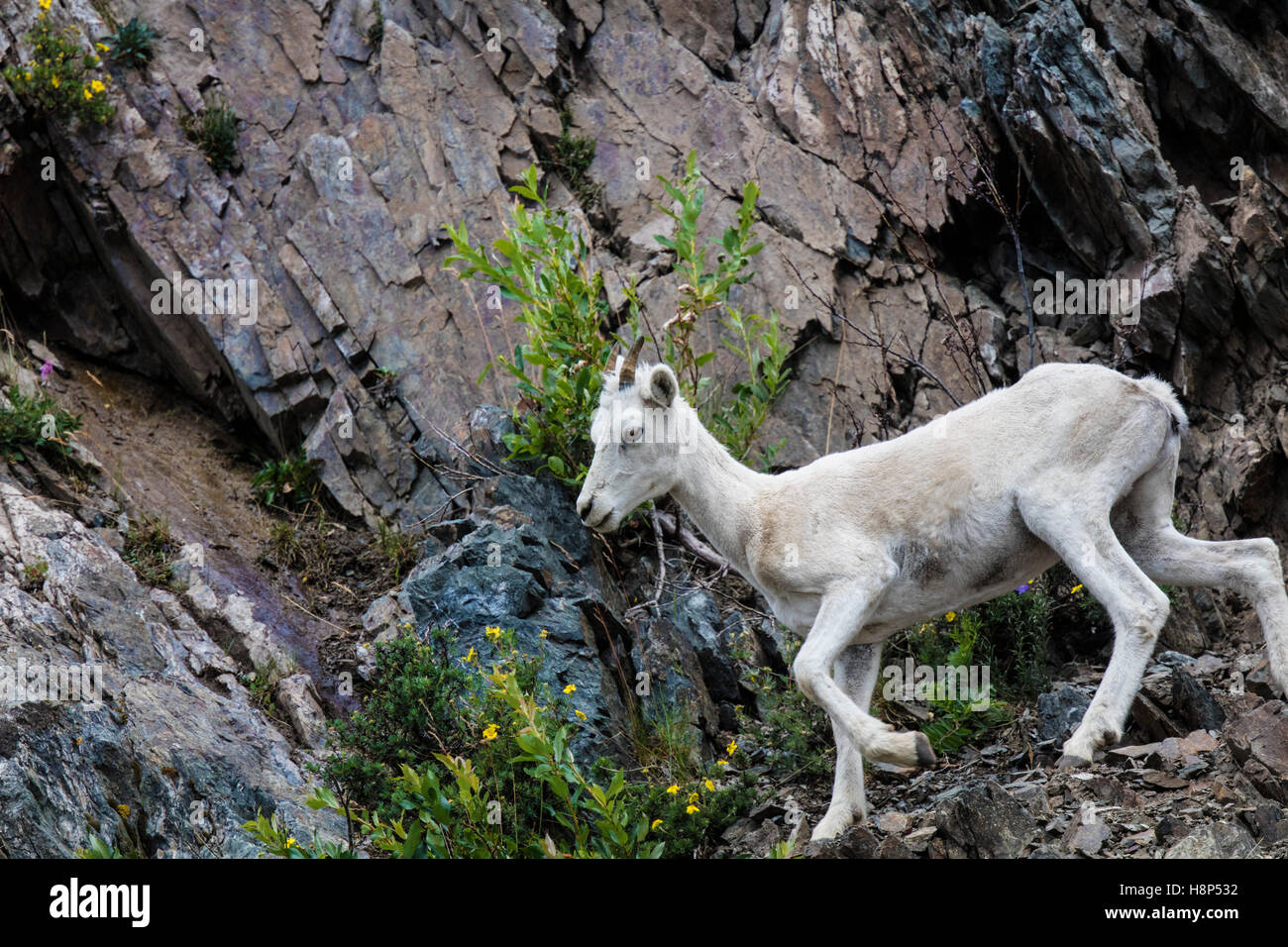 Dall Sheep on rocky slope near Windy Corner, Anchorage, Alaska Stock ...