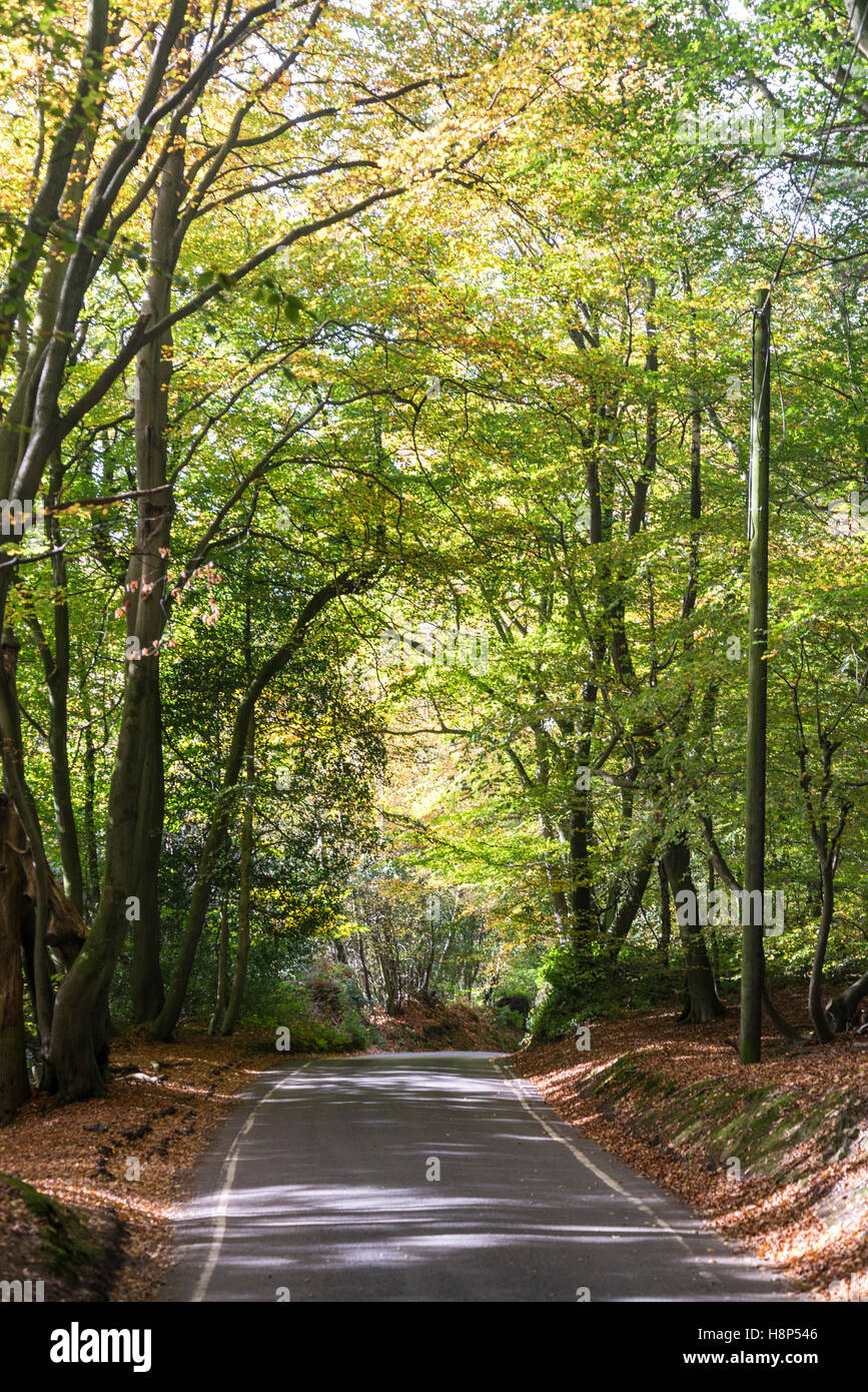 Road going through Box Hill, Surrey, England, UK Stock Photo - Alamy