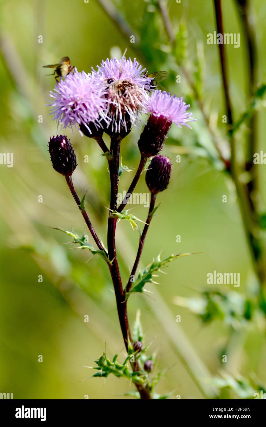 Seed heads of thistles hi-res stock photography and images - Alamy