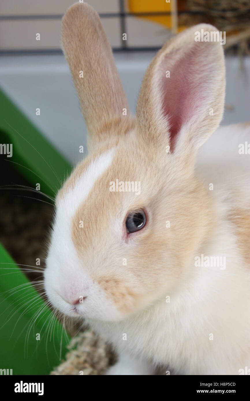 indoor rabbit's face close up Stock Photo - Alamy
