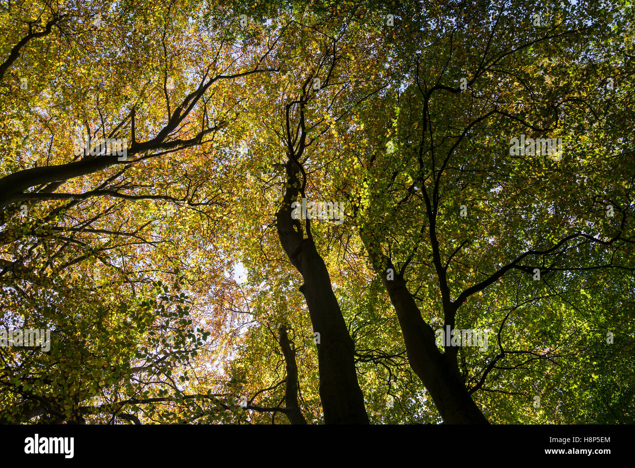 Surrey trees hi-res stock photography and images - Alamy
