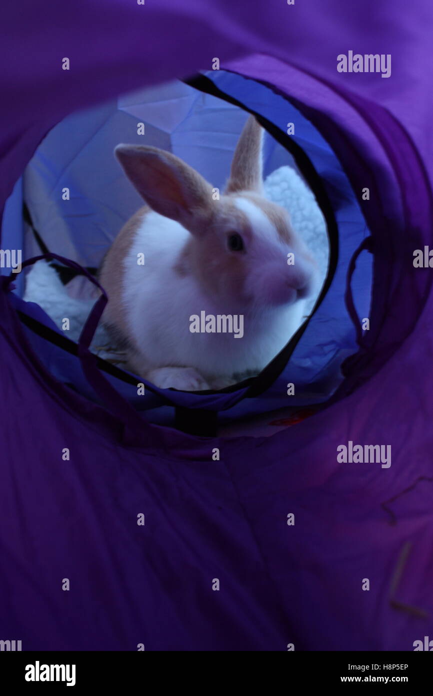 indoor rabbit sat in tent at the back of a blue tunnel Stock Photo - Alamy