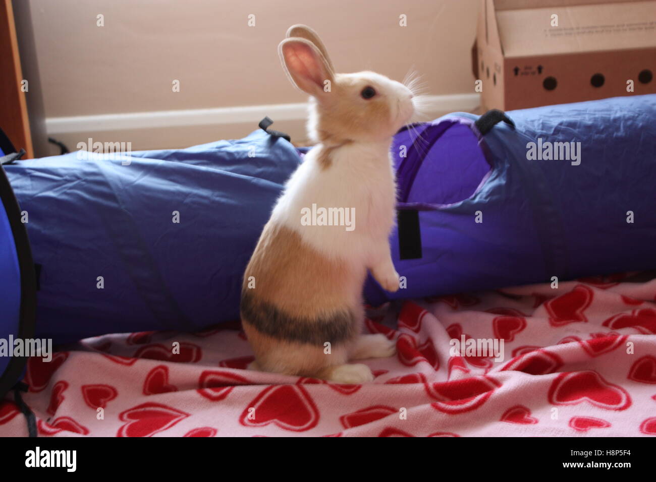 indoor rabbit stood up in front of pop out blue tunnel Stock Photo - Alamy