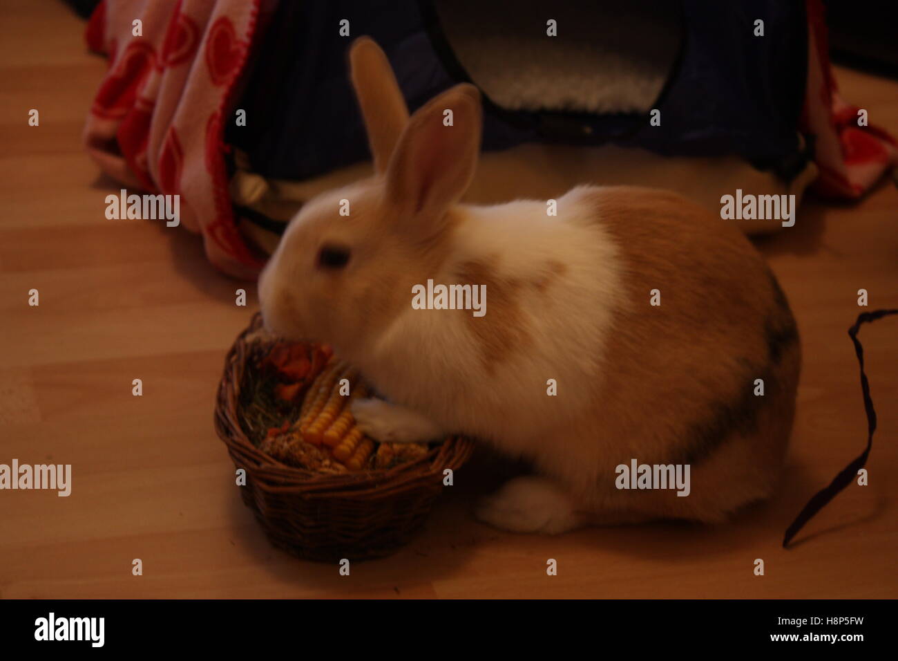 Rabbit paws hi-res stock photography and images - Alamy