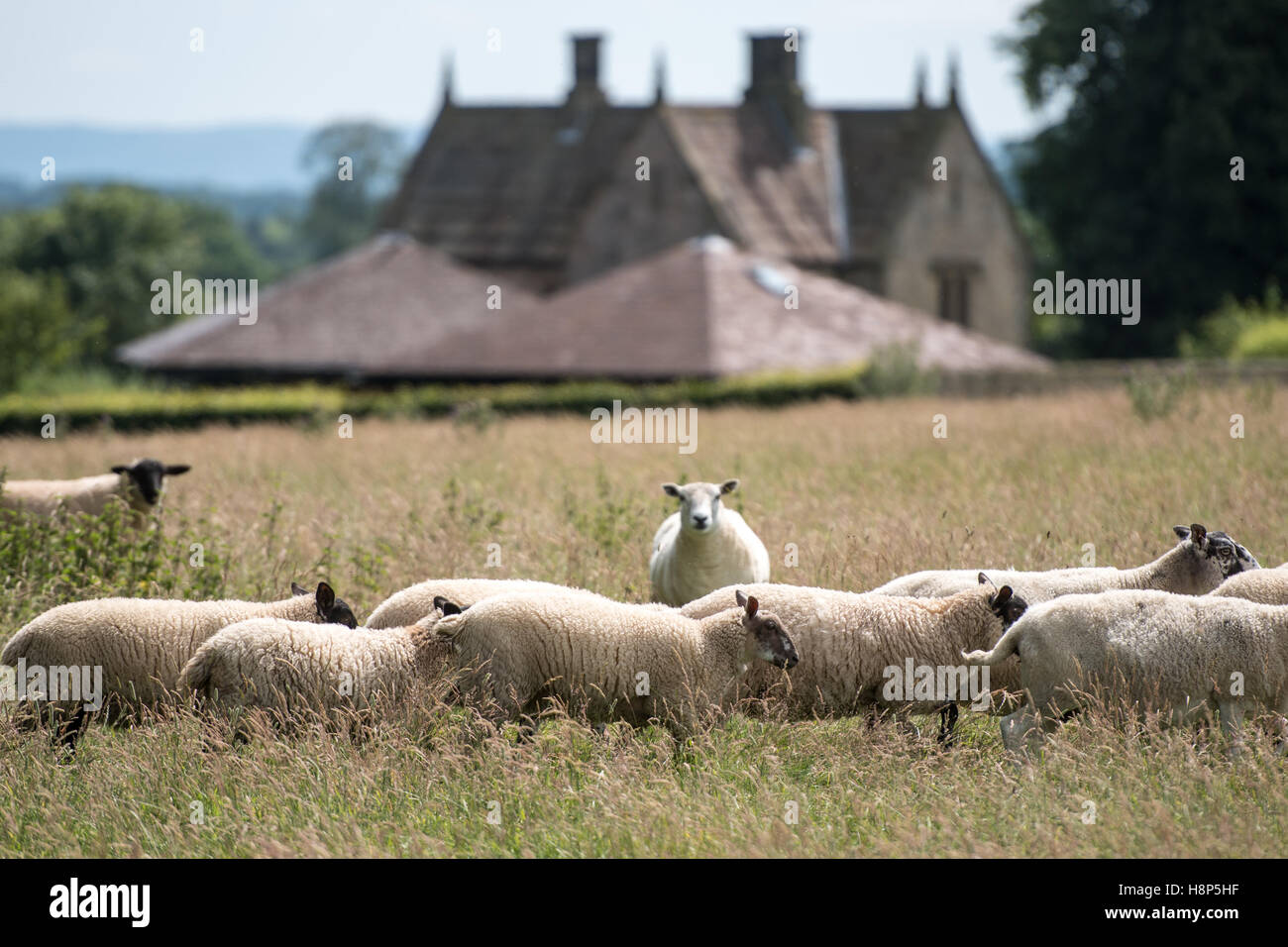 UK, England, Yorkshire - Sheep in a pasture on the grounds of the ...