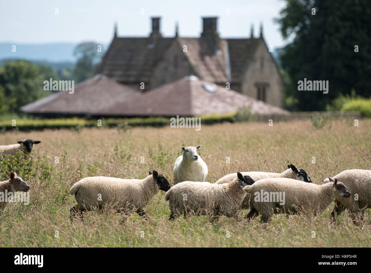 UK, England, Yorkshire - Sheep in a pasture on the grounds of the ...