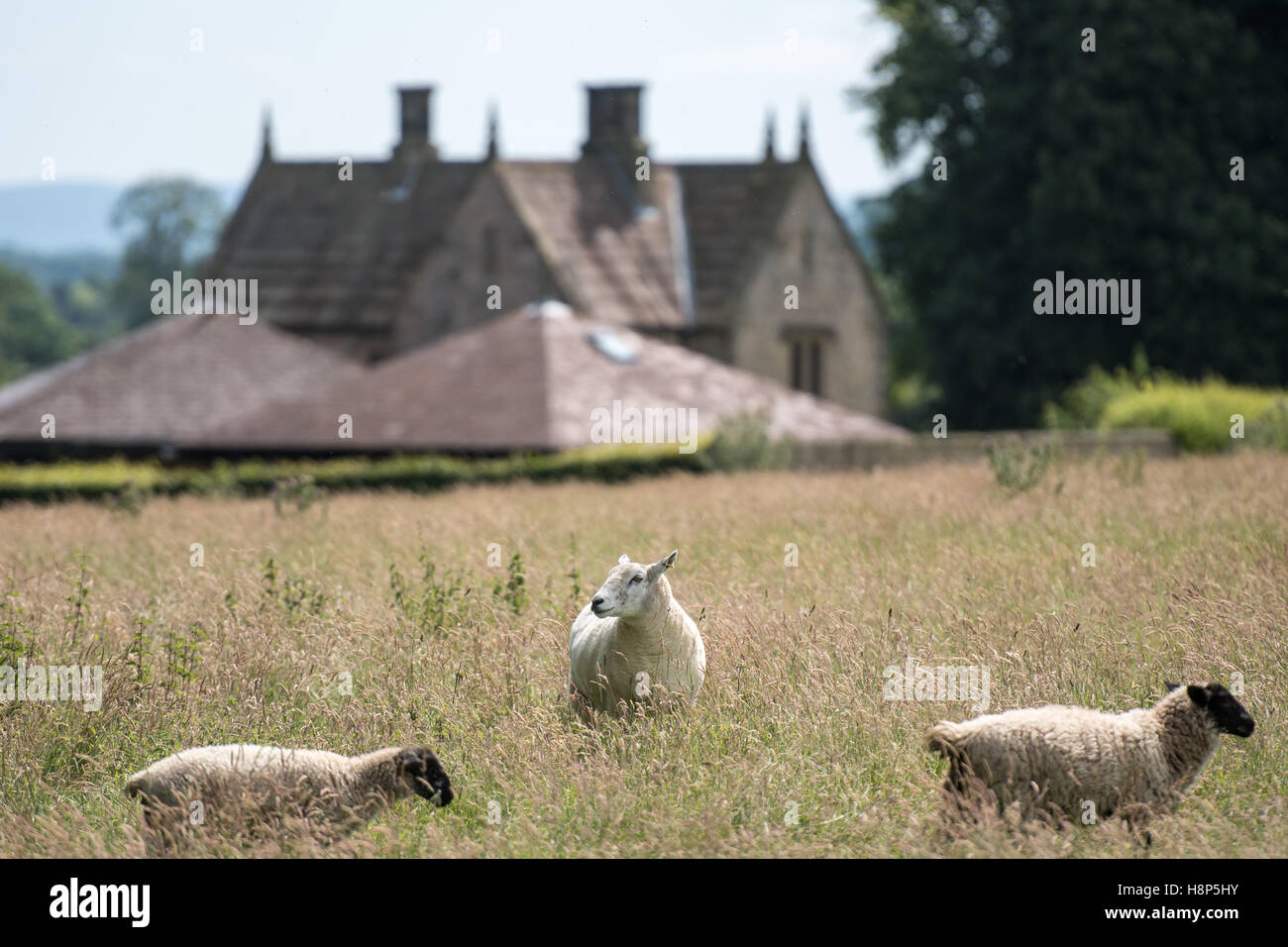 UK, England, Yorkshire - Sheep in a pasture on the grounds of the ...