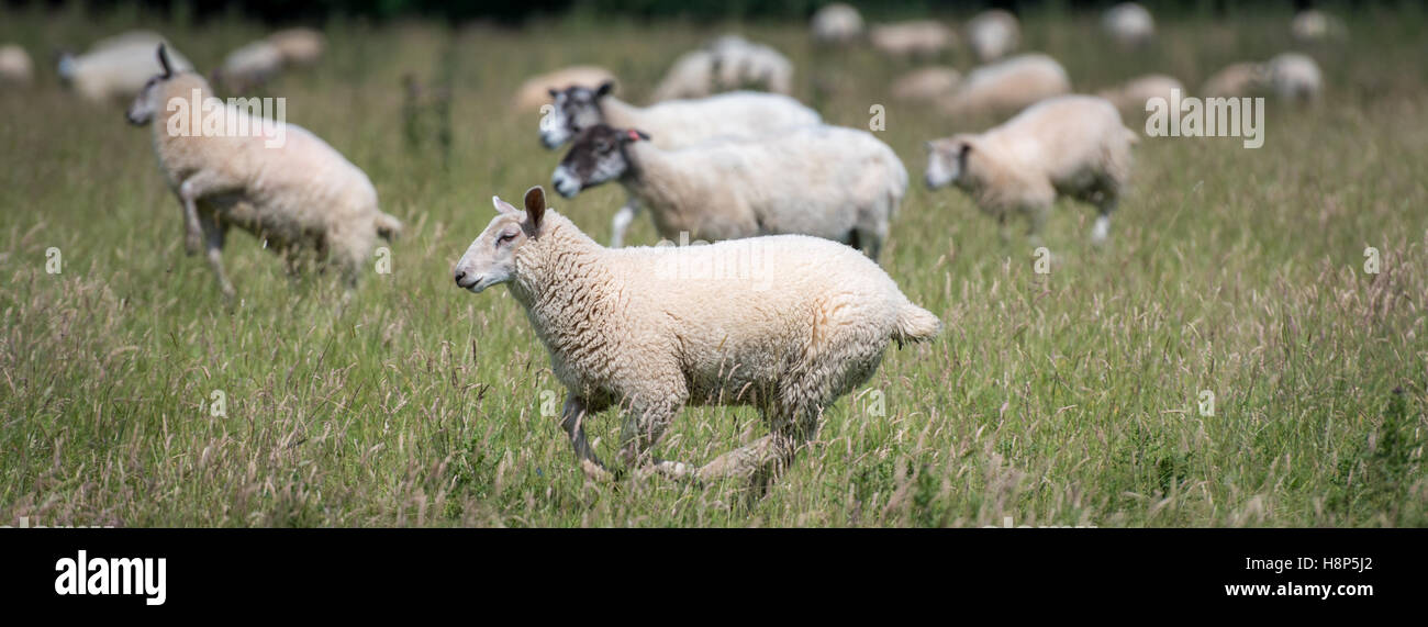 UK, England, Yorkshire - Sheep in a pasture on the grounds of the ...