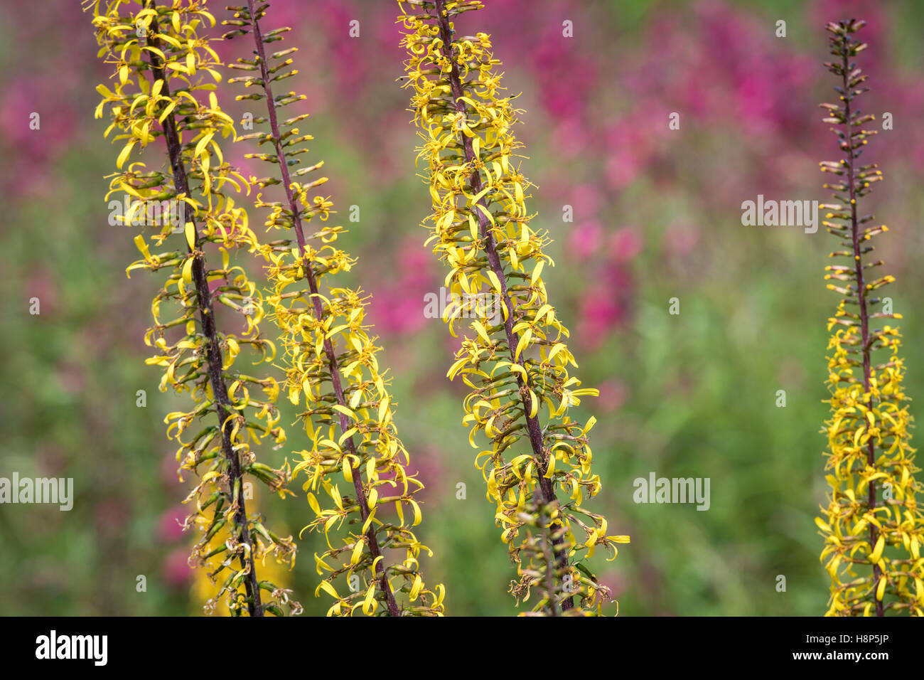 UK, England, Yorkshire - Beautiful yellow plants in the gardens at the ...