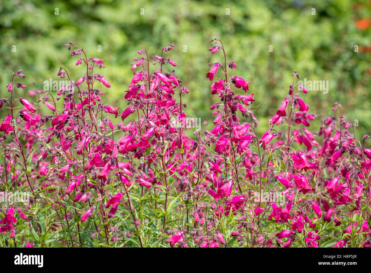 UK, England, Yorkshire - Beautiful pink plants in the gardens at the ...