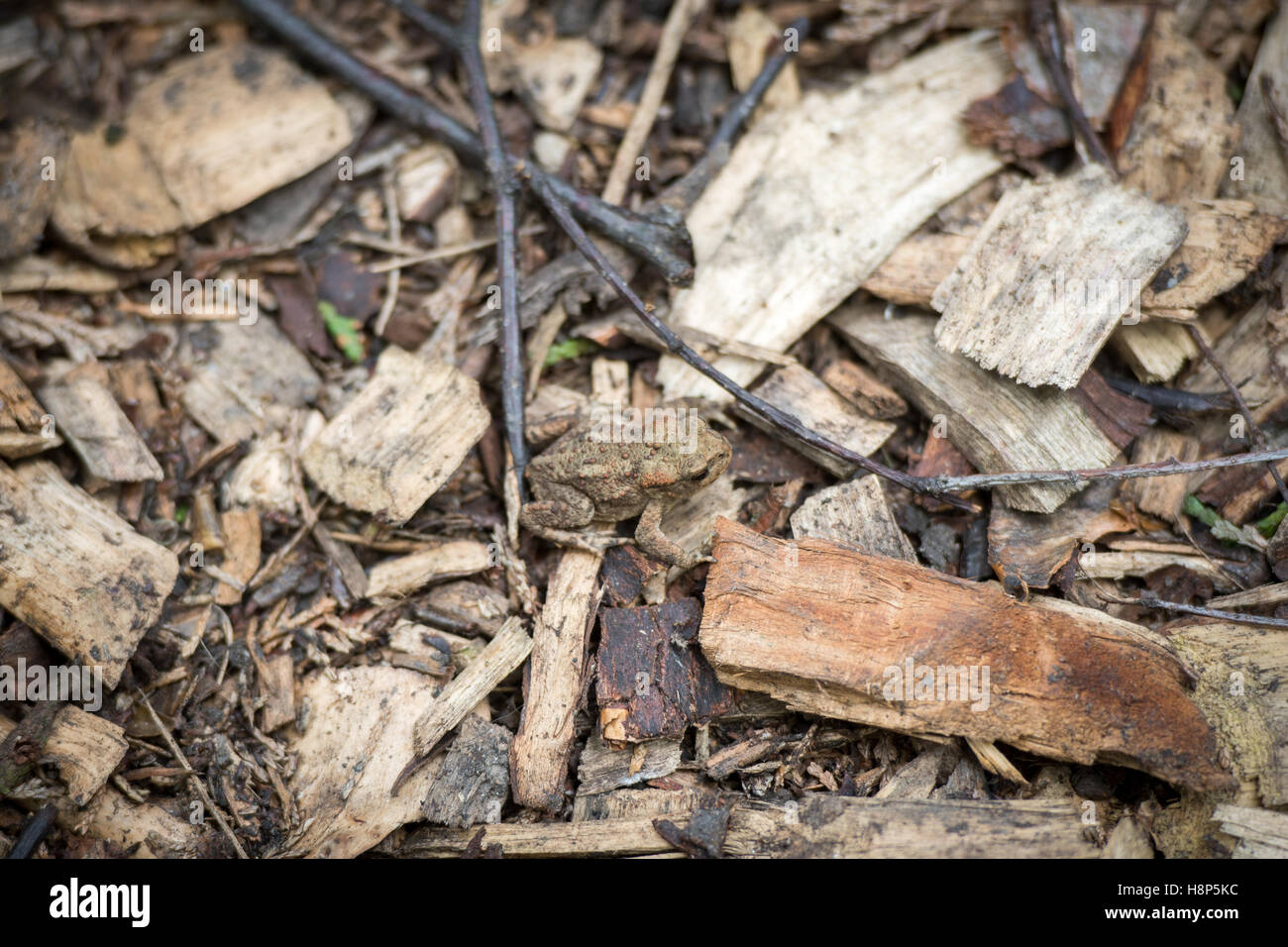 UK, England, Yorkshire - A small frog in the gardens at the historic ...