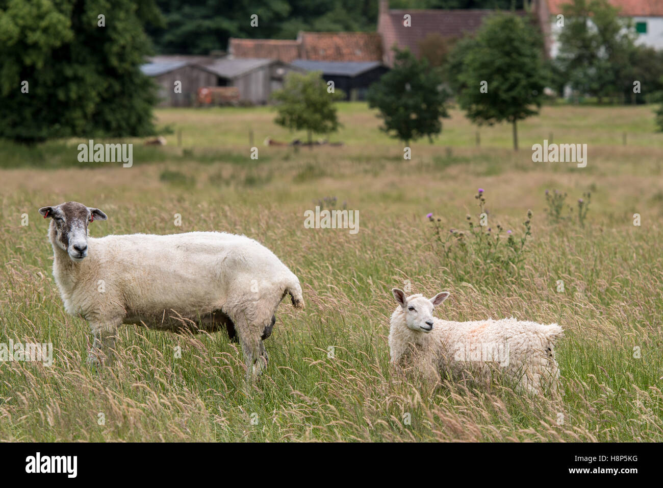 UK, England, Yorkshire - Sheep in a pasture on the grounds of the ...