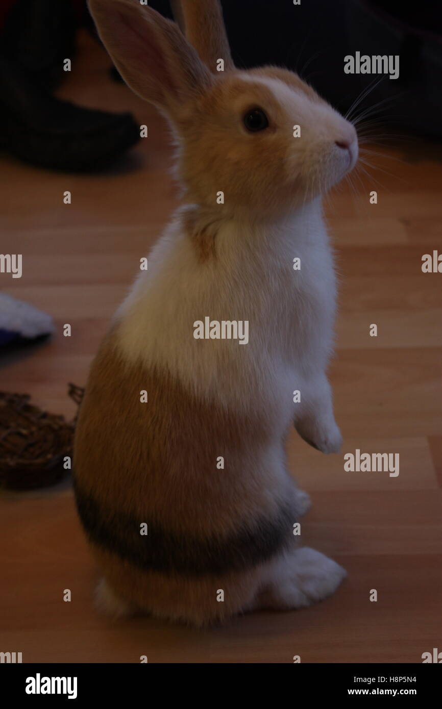 indoor striped rabbit stood on floorboards Stock Photo - Alamy