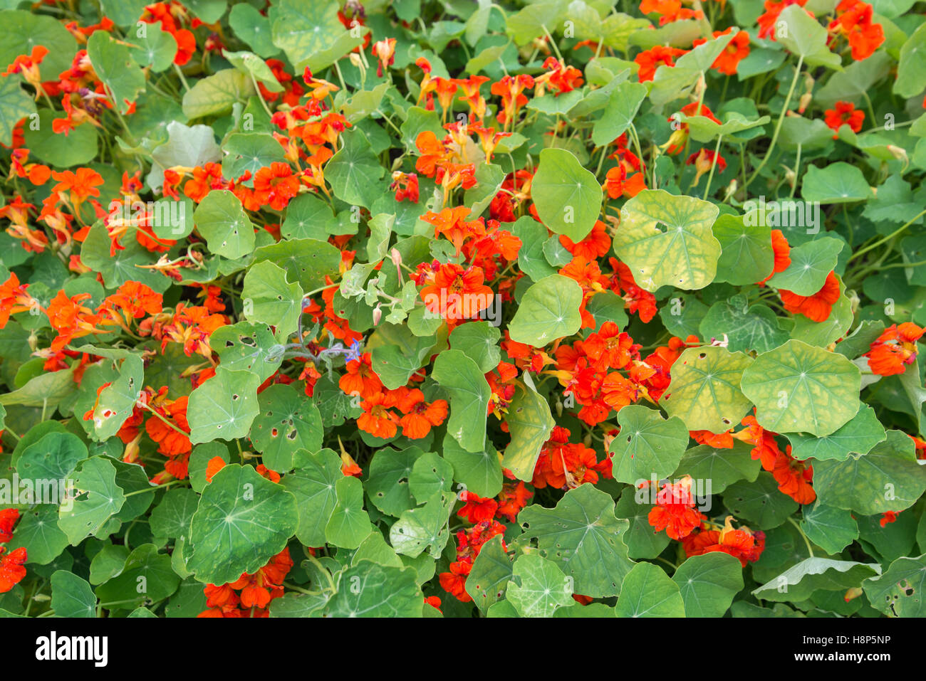 UK, England, Yorkshire - Beautiful red plants in the gardens at the ...