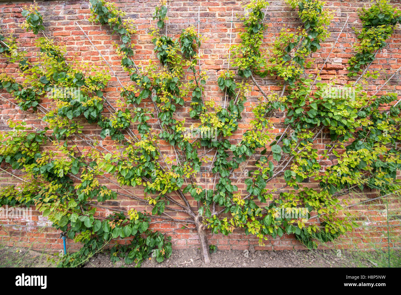 UK, England, Yorkshire - Tree growing up a wall in the gardens at the ...