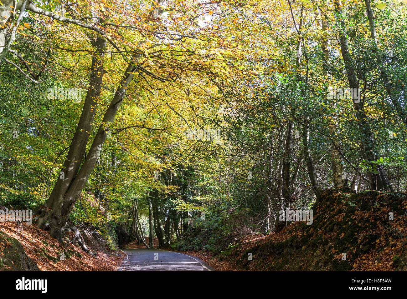Box hill surrey england hi-res stock photography and images - Alamy